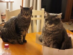 Cat Visit 30 Minutes - PTP RV PET CARE